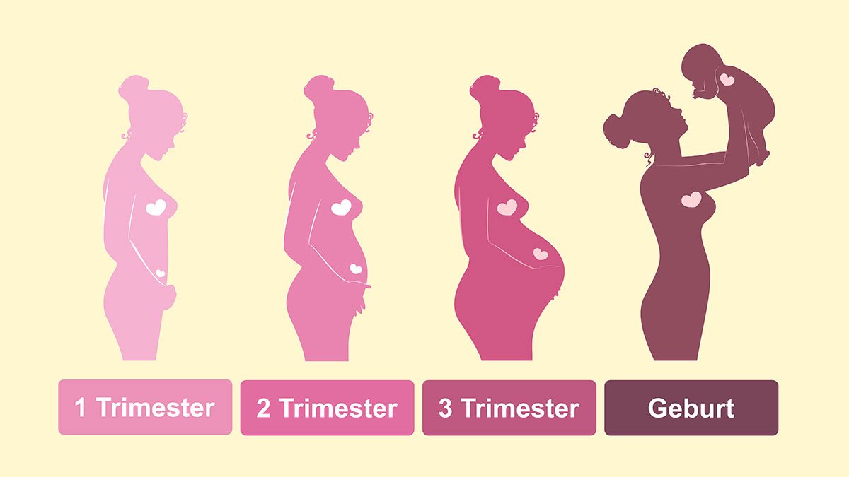 Infografik zur Entwicklung der Schwangerschaft